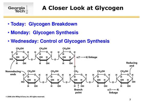 Ppt Survey Of Biochemistry Glycogen Powerpoint Presentation Free