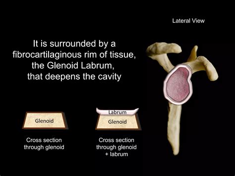 Slideshow Shoulder Joint Ppt