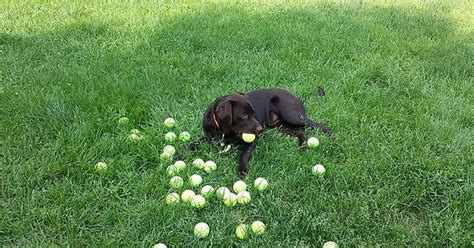 Ball Ball Ball Ball Ball Ball Ball Imgur Ball Ball Ball Ball Ball Ball Ball Imgur