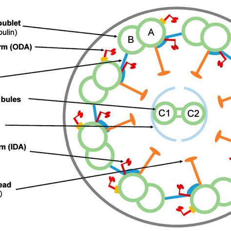 Ciliary Axoneme In Transverse Section Indicating The Ultrastructural