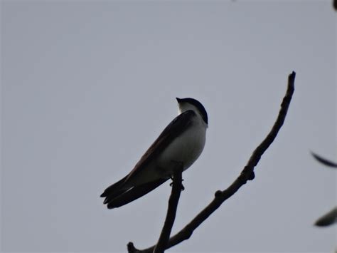 Point Count Surveys Birds Birds Birds Fiera Biological Consulting