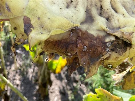 Пошкодження від лучного метелика викликали гнилі кошика соняшнику на Дніпропетровщині