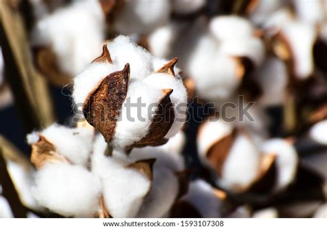 1 Biotextiles Royalty-Free Images, Stock Photos & Pictures | Shutterstock