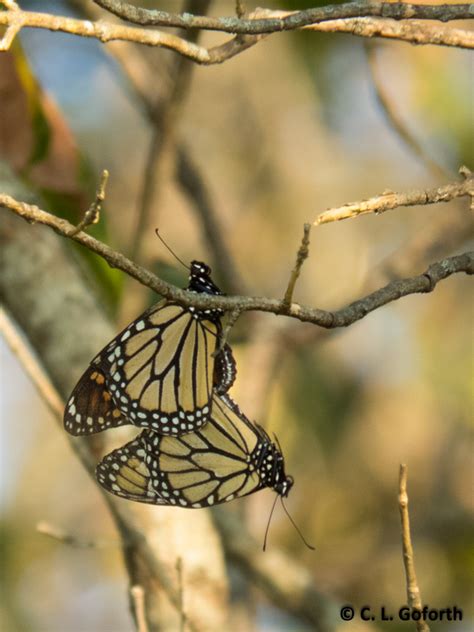 Life Stages Monarch Butterfly The Dragonfly Woman