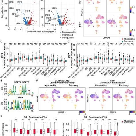 Type 2 Interferon Ifn Signaling Is Downregulated At The Acute Download Scientific Diagram