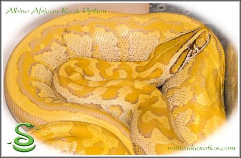 Albino African Rock Python Worlds Only Known Albino Form Of This