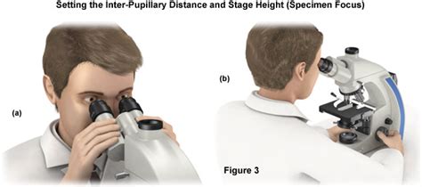 Zeiss Microscopy Online Campus Interactive Tutorials Microscope Alignment For Kohler