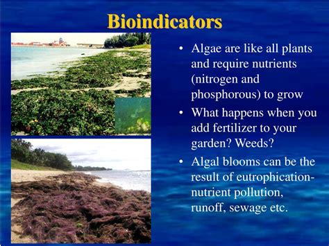 Ppt Biology And Ecology Of Algae On Tropical Reefs Powerpoint
