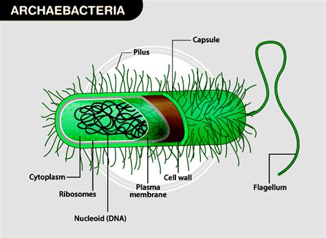 Eubacteria And Archaebacteria Examples