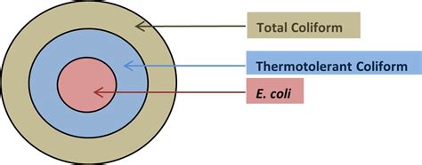 Coliform Bacteria Characteristics Examples Identification