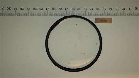 Daphnia Instance Segmentation Dataset By Dslr Fly Eggs