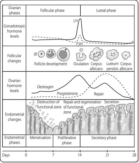 Ethmoidal Polyp Causes Symptoms Treatment Options