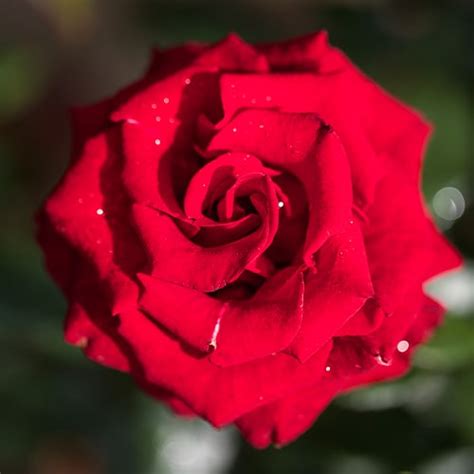 Rose Black Magic For Sale Online In Eu Directly From Holland