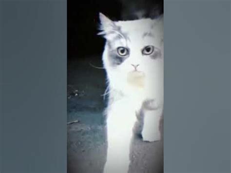 Gembul kuh😎 #kucingimut #kucinglucu #cat - YouTube