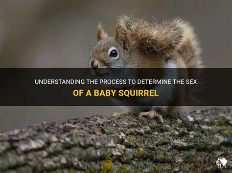 Understanding The Process To Determine The Sex Of A Baby Squirrel PetShun Understanding The Process To Determine The Sex Of A Baby Squirrel PetShun