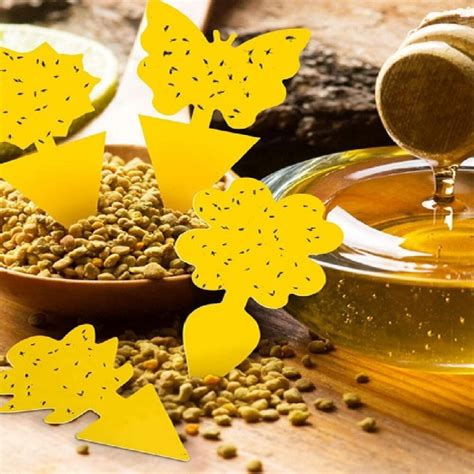 초파리없애기 초파리박멸 벼룩파리트랩 날파리퇴치기 마켓q