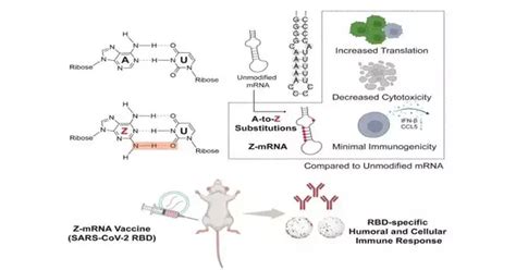 From A To Z An Alternate Base Modification For Mrna Therapies Qs Papers