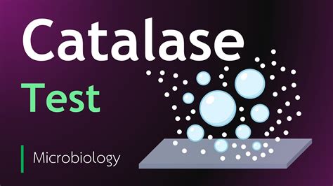 Staph Aureus Catalase Test The Definitive Step By Step Guide Sciencestreamblog