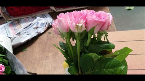 인터넷꽃도매시장 아쿠아장미 핑크장미 생화 생화택배 생화도매 장미대량구매 꽃 꽃종류 꽃다발 꽃도매 꽃시장 부산꽃시장 김해꽃시장 꽃쇼핑몰 김해꽃 부산꽃 꽃싸게사는법