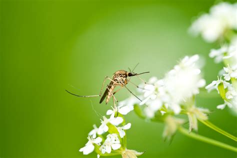 在水中的蚊子幼虫 包图企业站