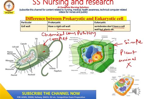 Difference Between Prokaryotic And Eukaryotic Cell Pptx