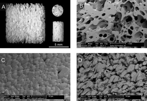 Macroscopic A And B And Microscopic View Of β Tcp Porous Scaffolds Download Scientific