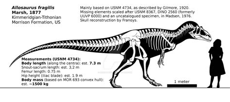 Allosaurus Fragilis Skeletal Reconstruction By Randomdinos