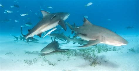 Lemon Shark Facts And Information Guide American Oceans