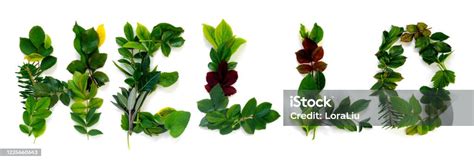 흰색 고립 된 배경에 다양한 녹색 잎의 패턴입니다 안녕하세요 여름단풍에서 문자 0명에 대한 스톡 사진 및 기타 이미지 0명 가문비나무 가을 Istock