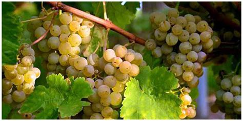 Ivazi შენი ვენახი ინტერნეტში