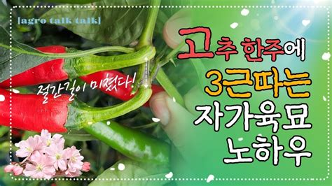 고추 한주에 3근따는 자가 육묘 노하우 대공개 Youtube