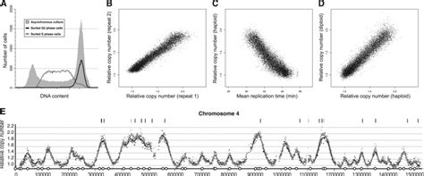 sort seq analysis reveals identical replication dynamics in haploids