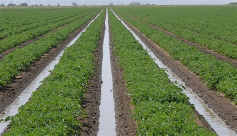 Weed Management Critical Needs For Ca Processing Tomatoes Vegetables