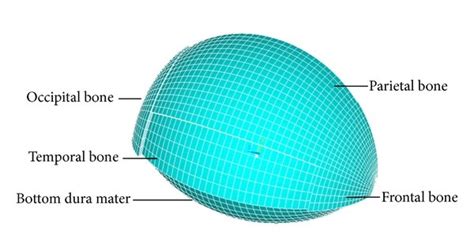 Finite Element Meshes Of 1 2 Cranial Cavity Download Scientific Diagram