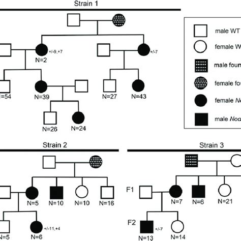 Schematic Diagram Of Nodal Gene Alleles Black Boxes Indicate Exons I Download Scientific