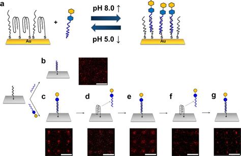 Glycan Chip Based On Structure Switchable Dna Linker For On Chip