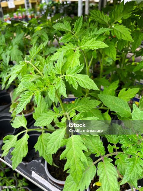 슈퍼마켓 정원 센터에서 플라스틱 냄비에서 성장하는 건강한 토마토 식물의 그룹의 이미지 과일과 야채 정원에서 성장 할 준비가