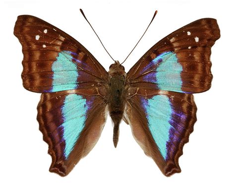 Chlorippe Seraphina Butterfly Photograph by Natural History Museum ...