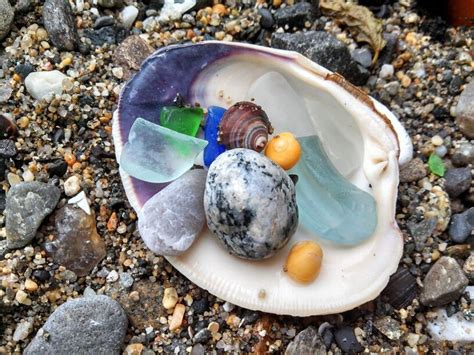 Quahog Shell Food Shells Tattoos