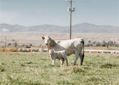 Breeding For Survivability With Genetic Selection And Measurement Bovine Veterinarian