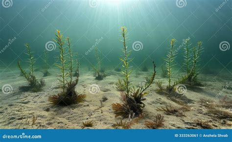 Vital Marine Micro Algae Oxygen Producing Phytoplankton Essential For Earth S Ecosystem Bannert