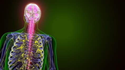Premium Photo Human Brain Anatomy 3d Illustration