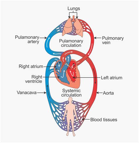 Double Circulation Of Blood HD Png Download Kindpng
