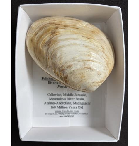 Fossils For Sale Fossils Polished Callovian Middle Jurassic