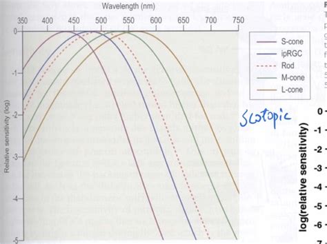 MSP Flashcards Quizlet