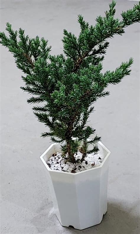 Mini Juniperus Chinensis Furniture And Home Living Gardening Plants And Seeds On Carousell