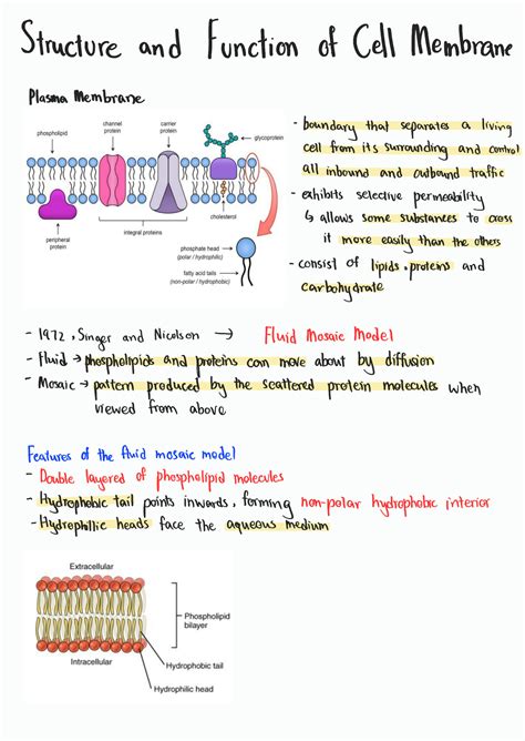 SOLUTION Structure And Function Of Cell Membrane Studypool