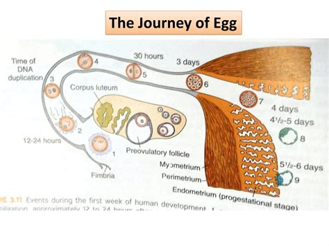 Ovulation To Implantation Pdf
