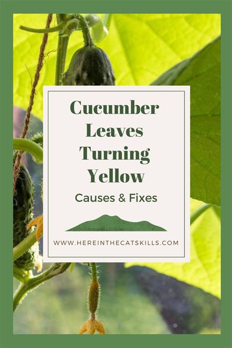 Cucumber Leaves Turning Yellow With Text Overlay That Reads Cucumber Leaves Turning Yellow Cause