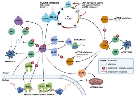 Schematic And Simplified Representation Of The Biological Consequences